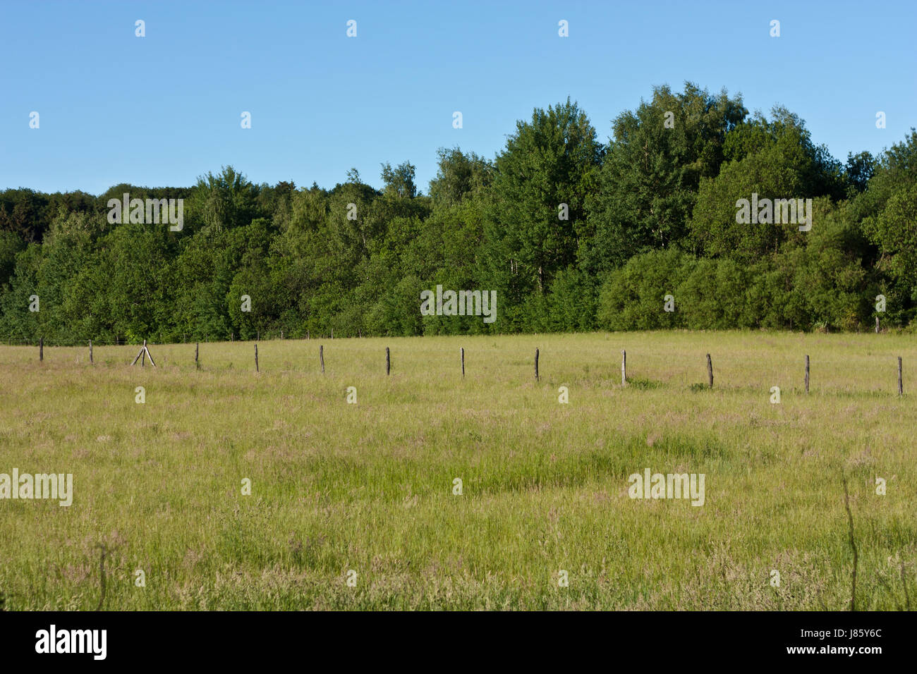 feld am wald Stock Photo - Alamy