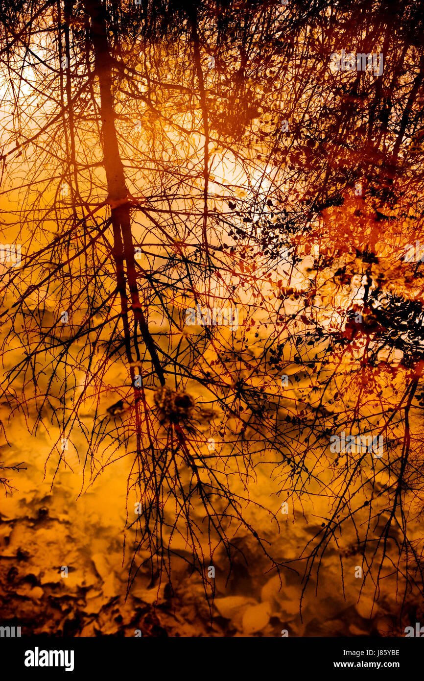 model design project concept plan draft tree forest water nature fall ...