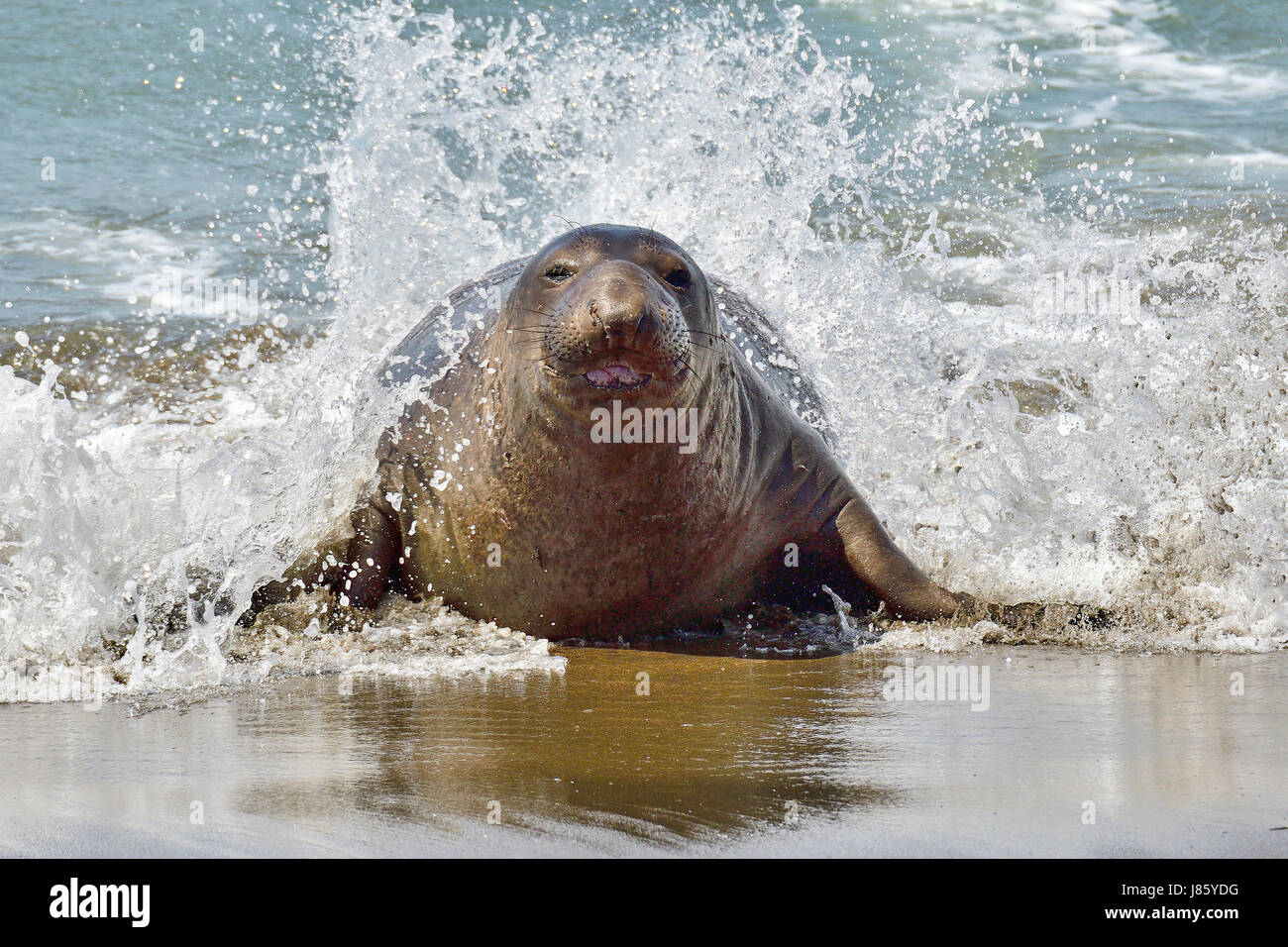 Moving seal hi-res stock photography and images - Alamy
