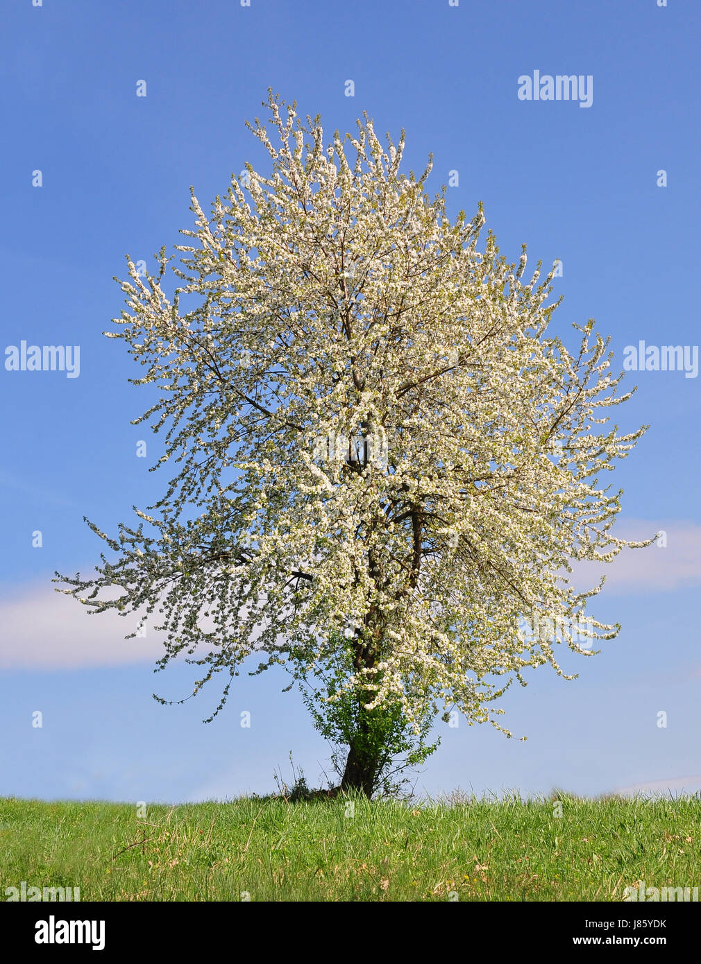 blue tree garden plant flower bloom blossom flourish flourishing ...