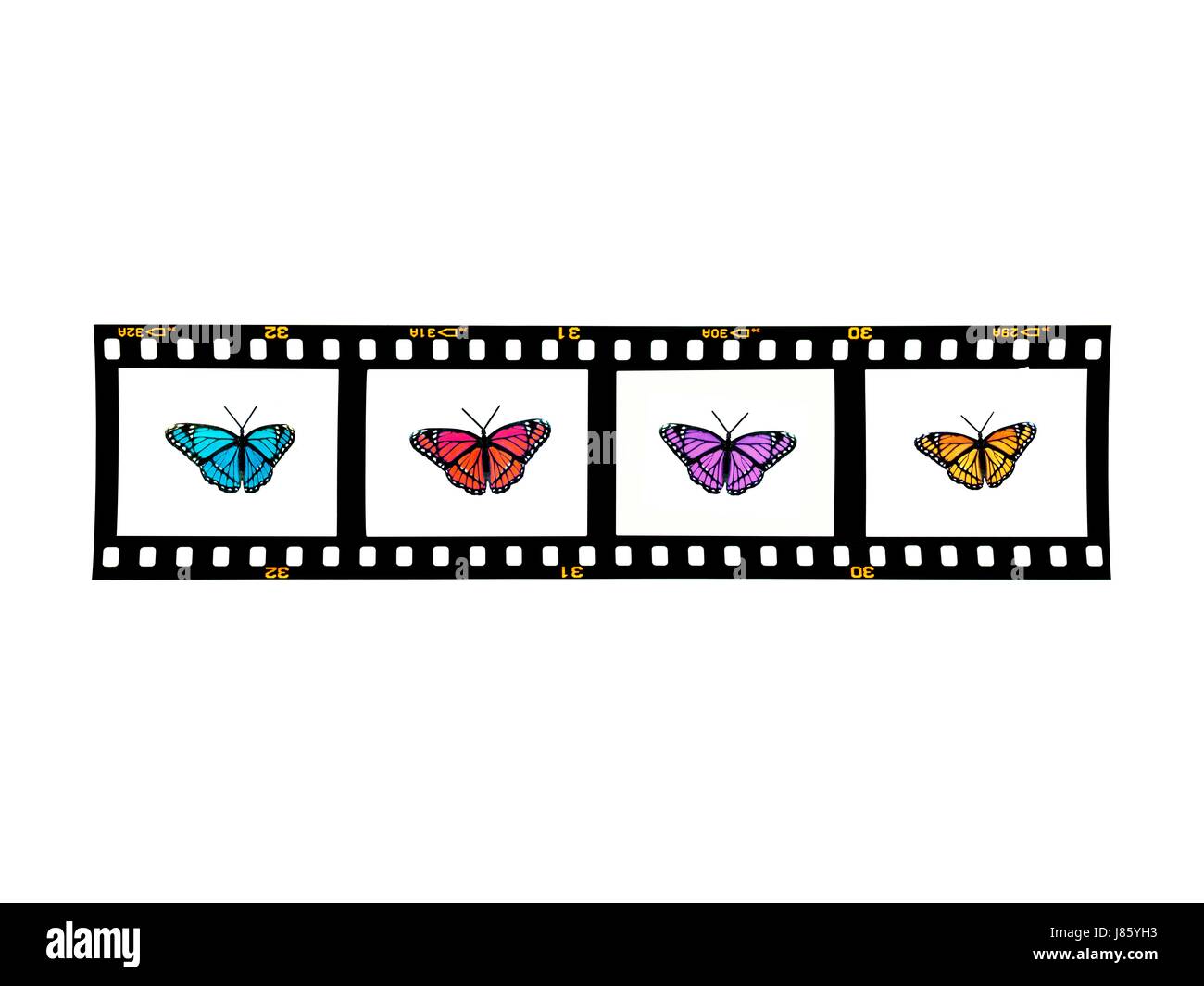 indicate show presentation object art isolated closeup space insect ...