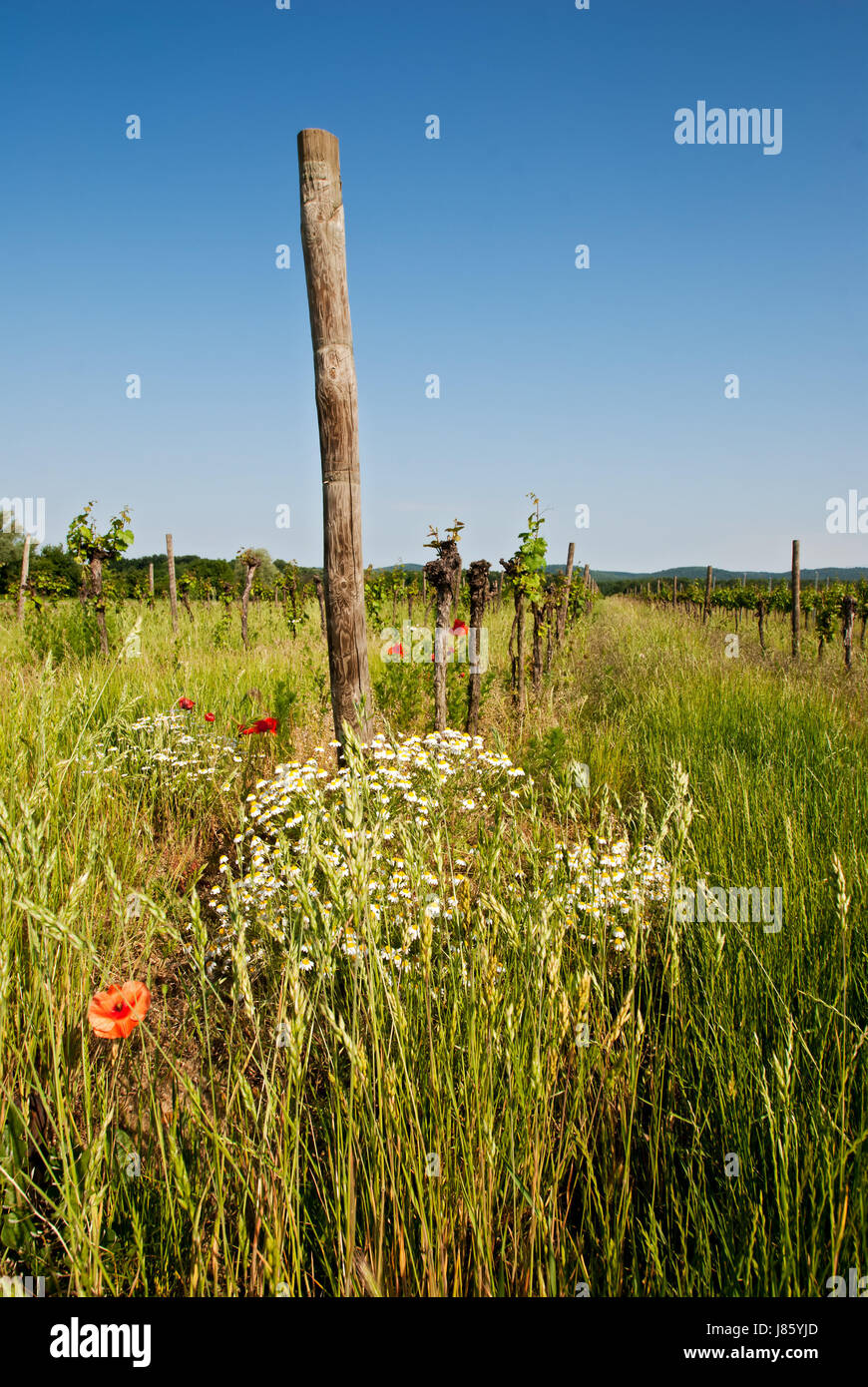 poppy cultivation common grape vines vineyard wineyard plantation vine ...