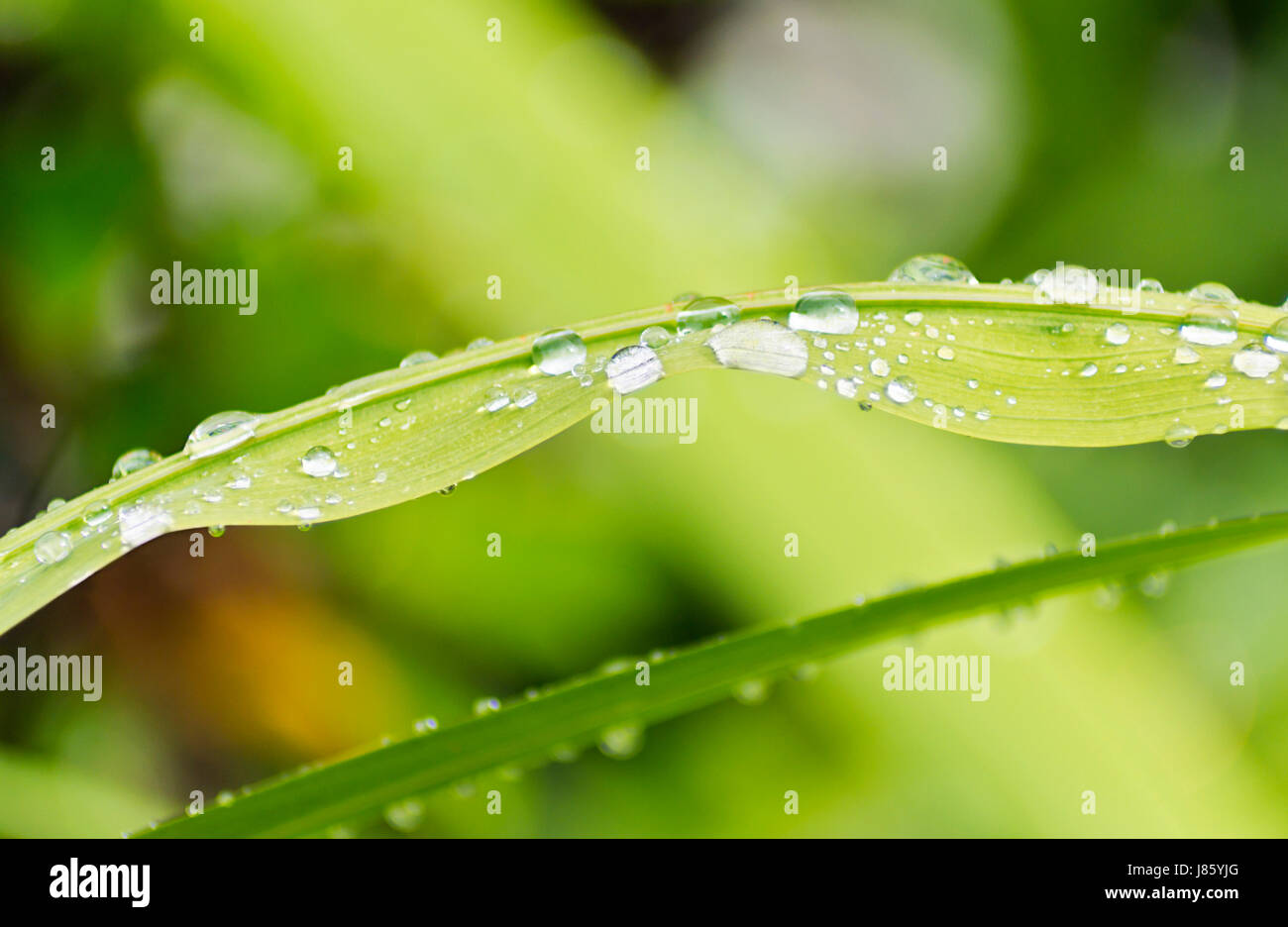 freshness dew lawn green fresh water nature bright plant leaf ...