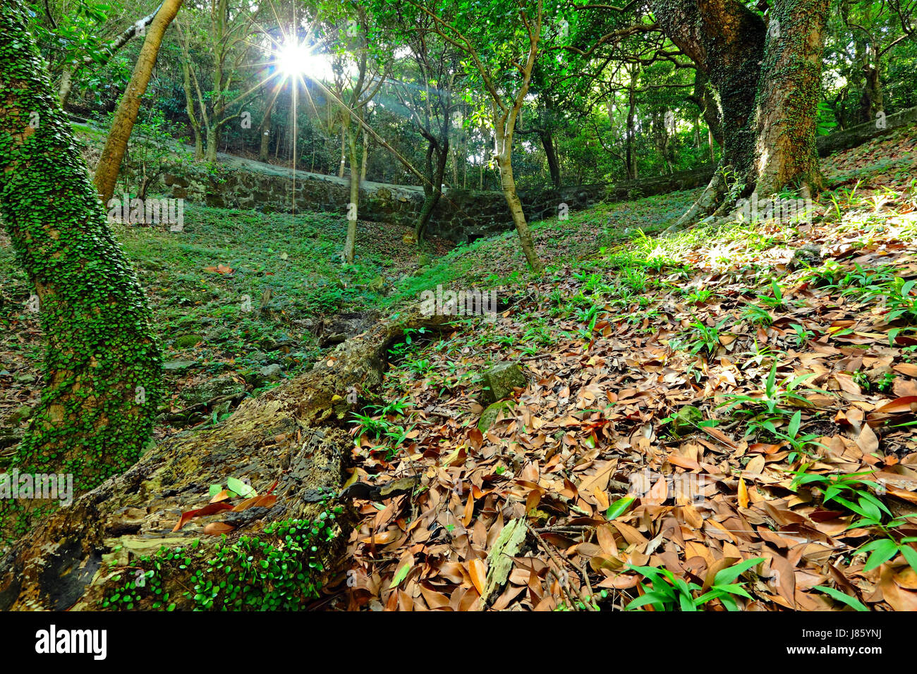 beautiful beauteously nice leaf environment enviroment tree park stone ...