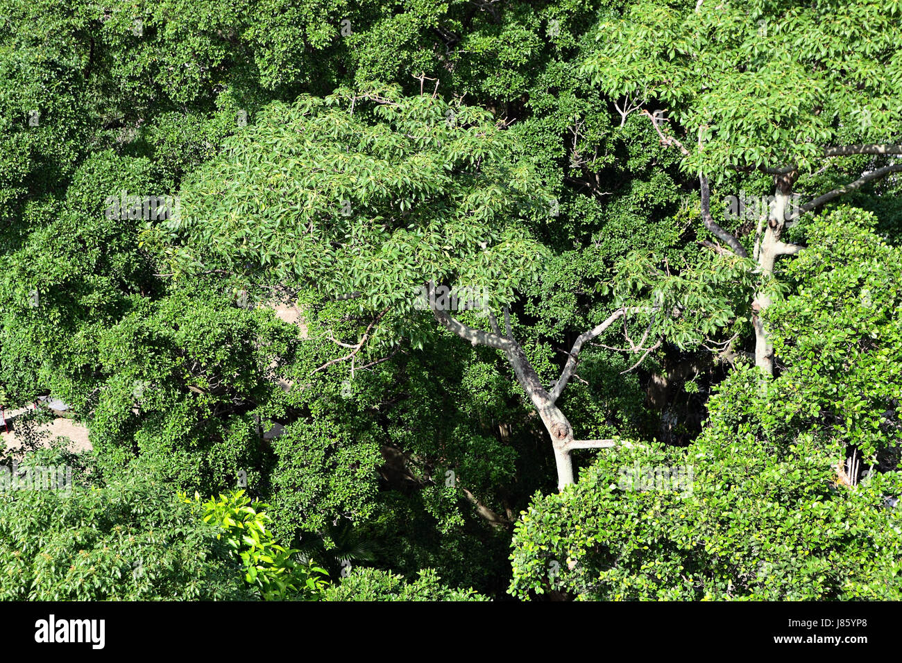 environment enviroment colour tree park green wood wild leaves flora ...
