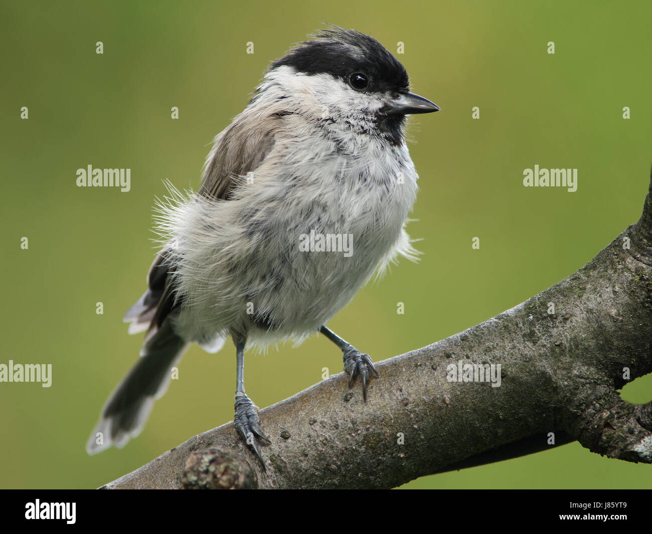 garden animal bird birds spring apple tree gardens tree garden animal ...