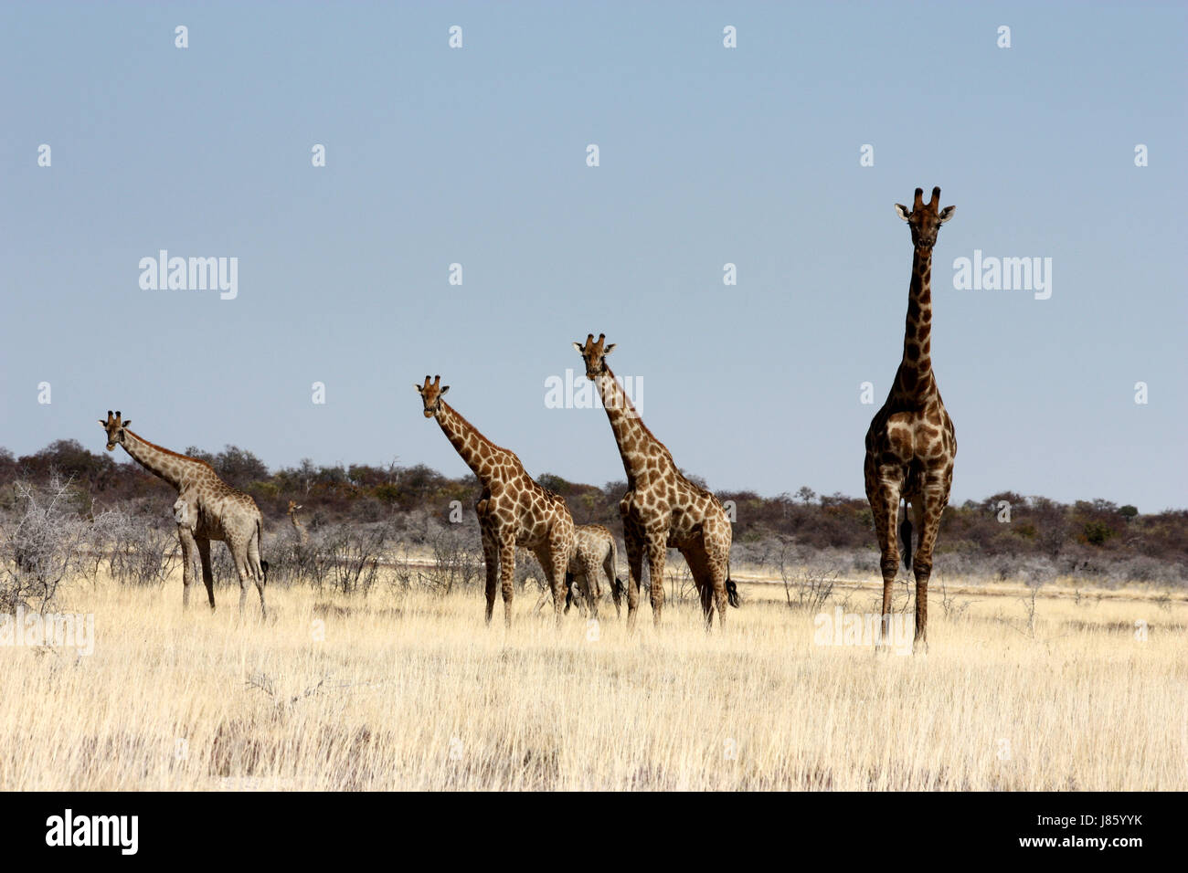 protected sheltered environment enviroment animal mammal africa animals ...