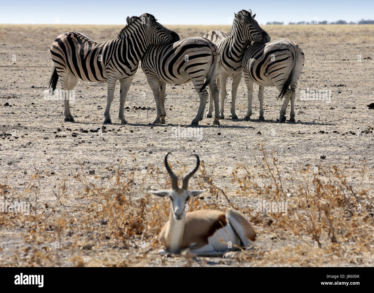 protected sheltered environment enviroment animal mammal africa animals ...