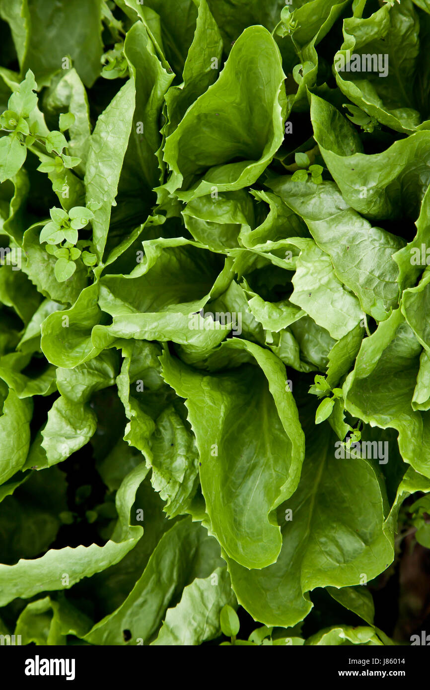 food aliment leaf agriculture farming freshness vegetable biology ...
