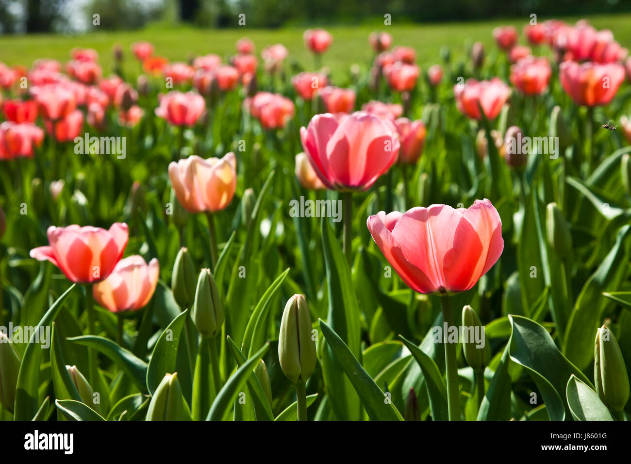 leaf colour park garden flower plant bloom blossom flourish flourishing ...