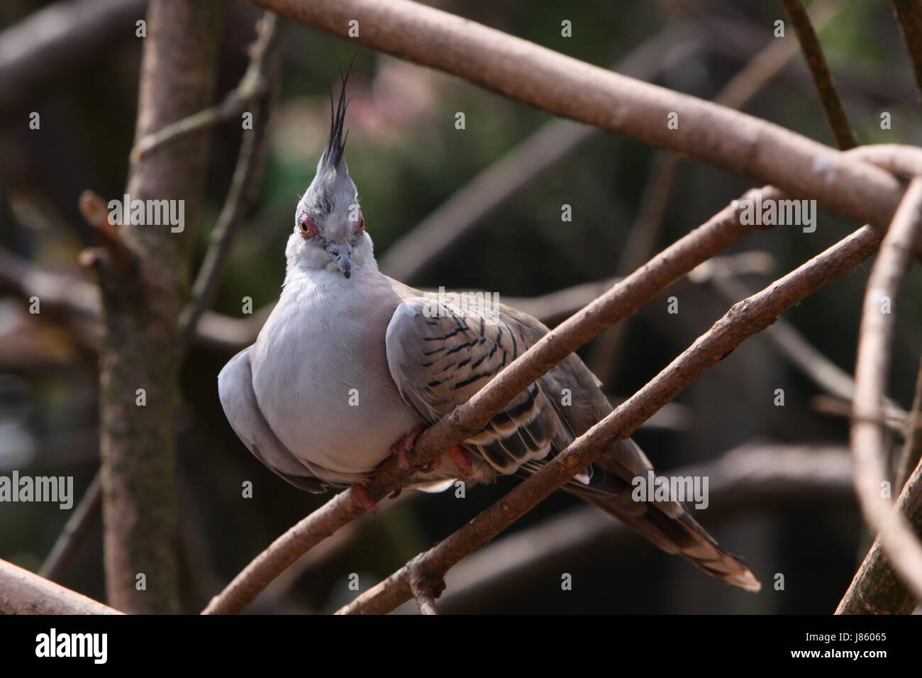 bird birds australia australian grey gray animal pet bird birds ...