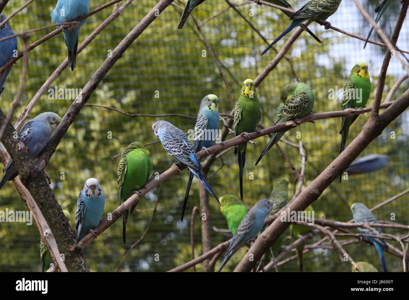 parakeets in an aviary Stock Photo - Alamy