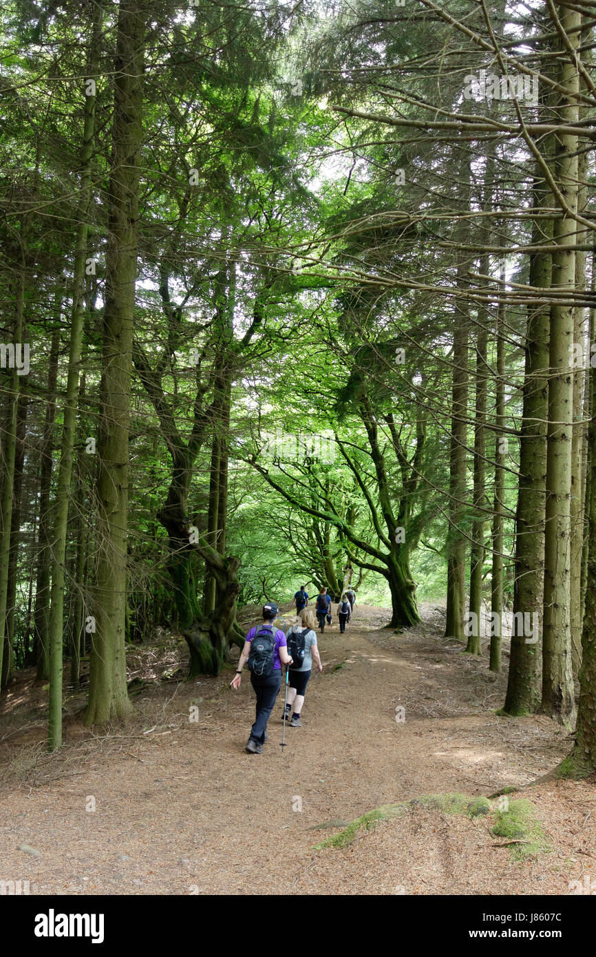 Scottish woodland walks hi-res stock photography and images - Alamy