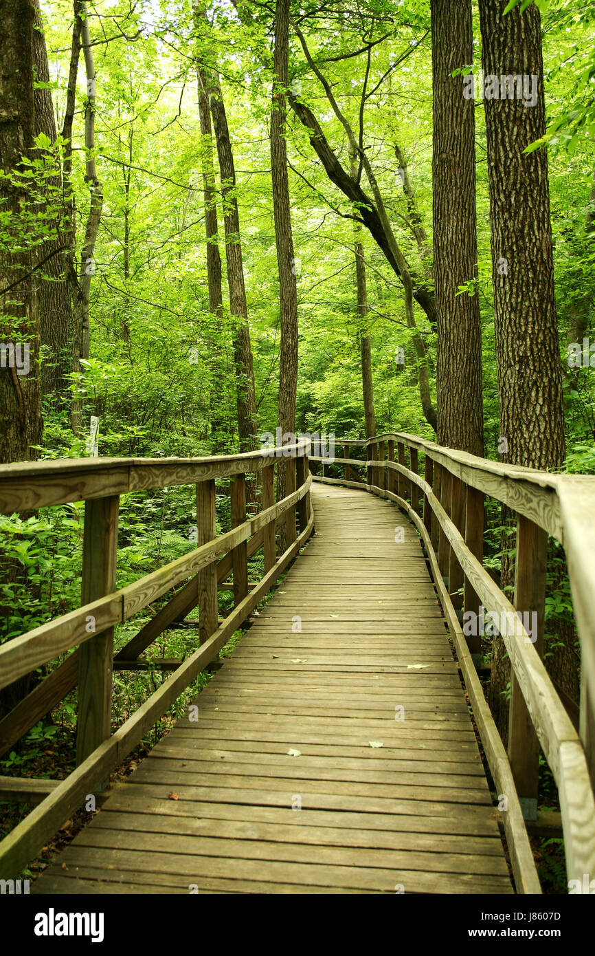 tree park wood bridge outdoor style of construction architecture ...