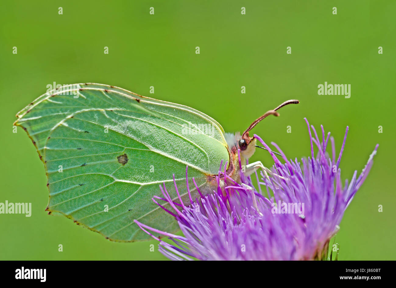 butterfly brimstone butterfly insect flower plant butterfly eyes wing ...