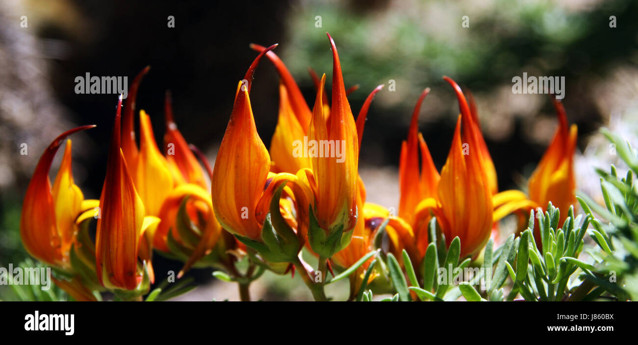 blossoms flame flames lotus clover bleed red yellow blossoms flame ...