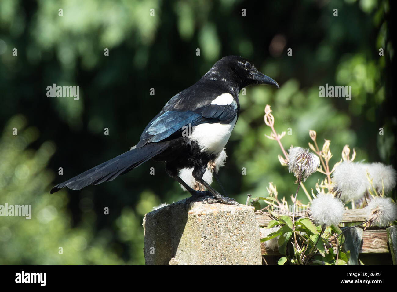Magpie standing on a garden post Stock Photo - Alamy