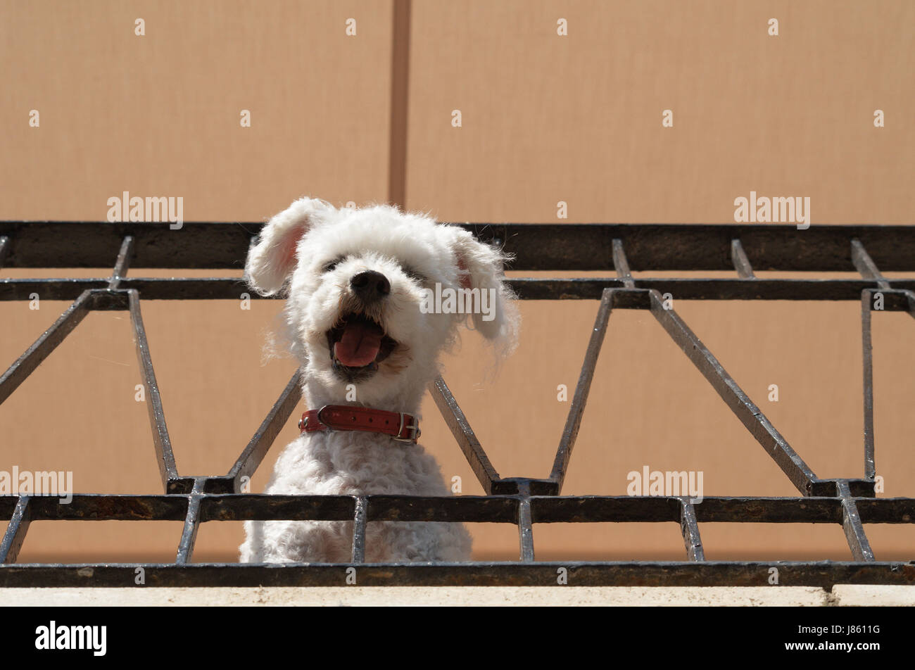 animal curiosity curious nosey nosy portrait look glancing see view ...