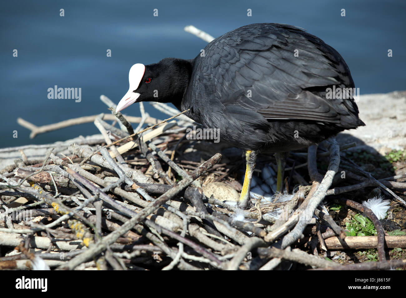 Coot nest and egg hi-res stock photography and images - Alamy