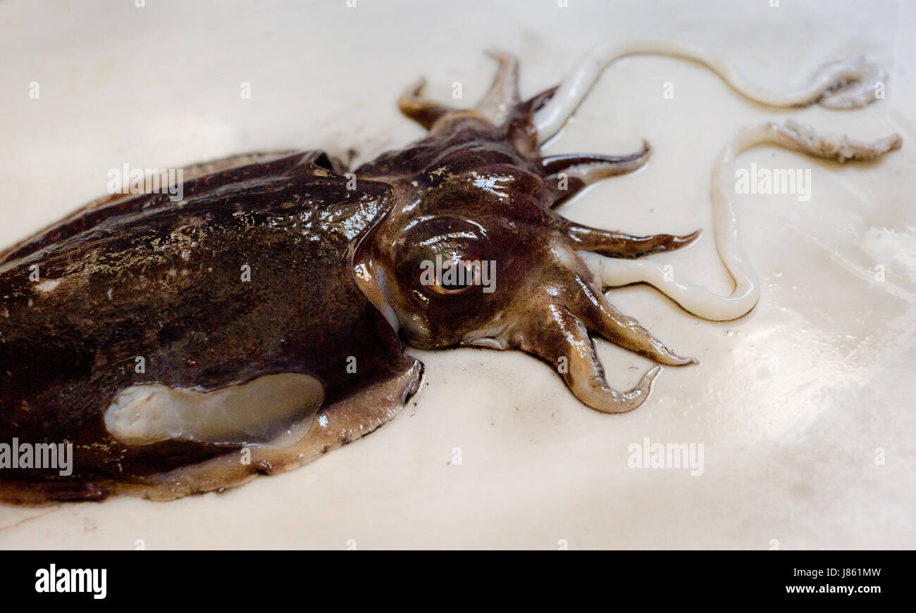 Fresh cuttlefish hi-res stock photography and images - Alamy