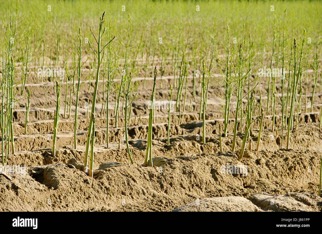 asparagus field - asparagus field 26 Stock Photo - Alamy