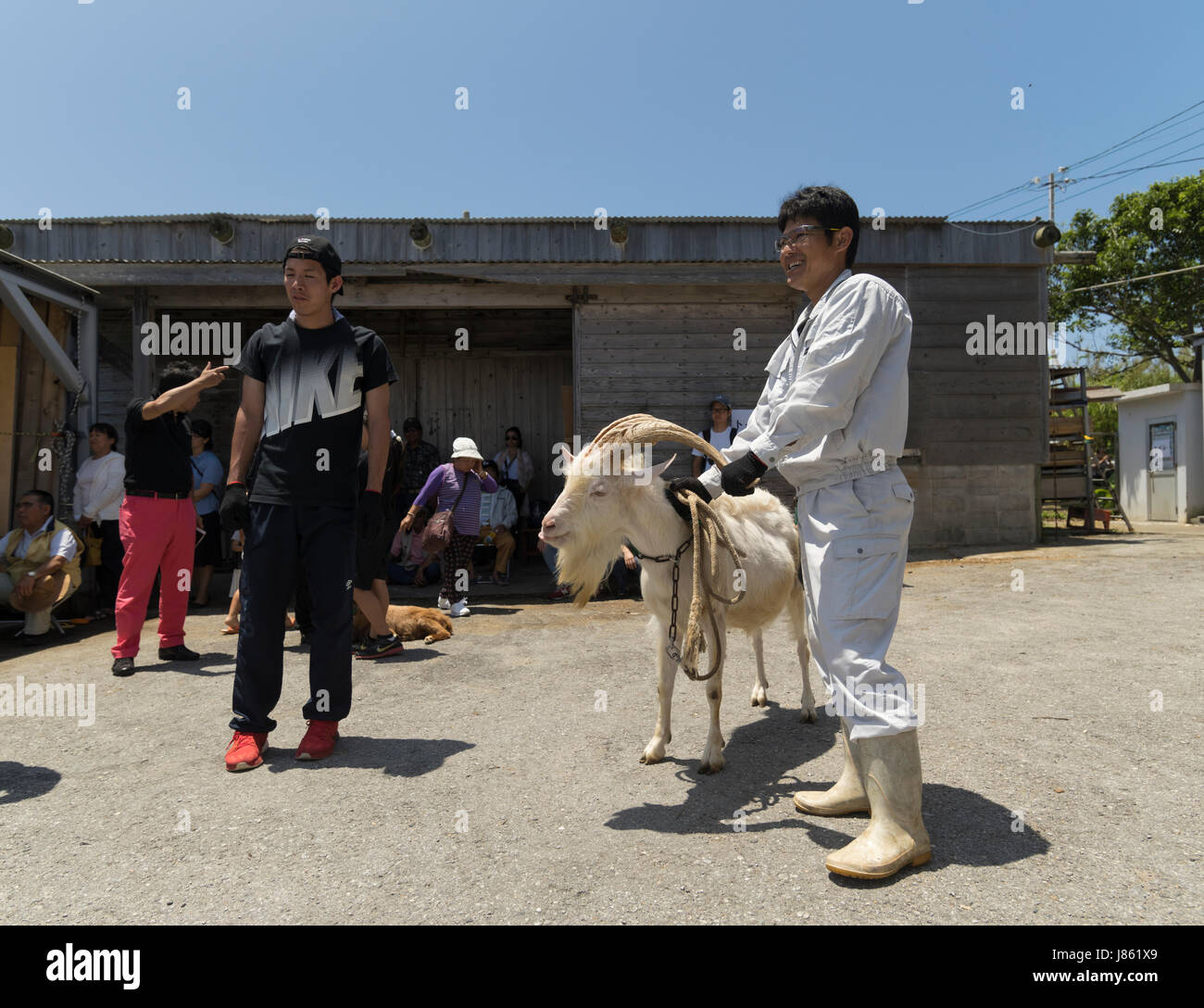 Goat wrestling on Sesoko Island, Motobu, Okinawa, Japan Stock Photo - Alamy
