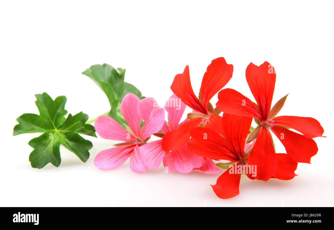 Geranium pelargonium peltatum Cut Out Stock Images & Pictures - Alamy