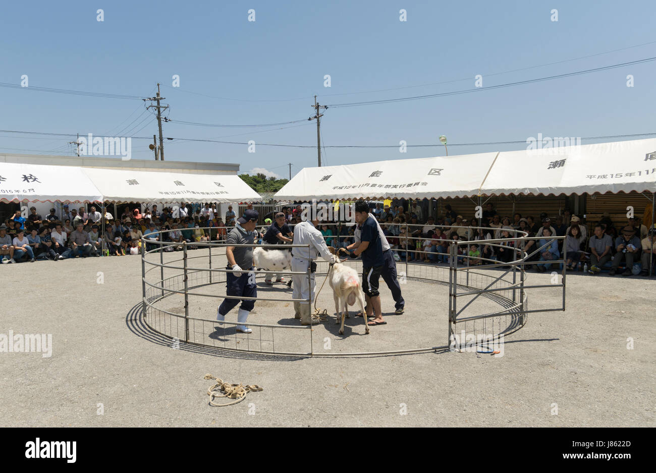 Goat wrestling on Sesoko Island, Motobu, Okinawa, Japan Stock Photo - Alamy