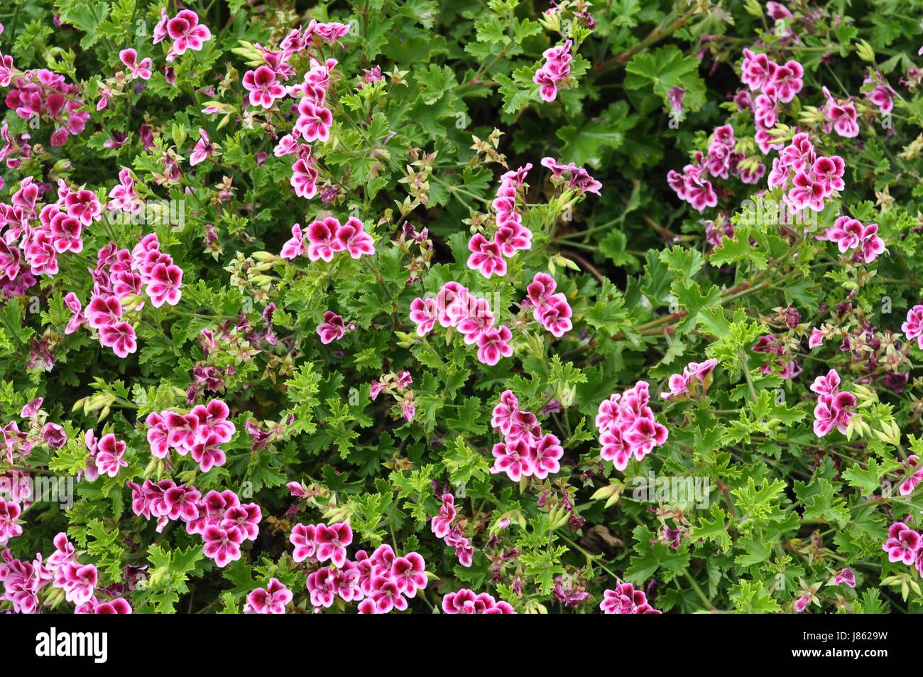 flower plant geranium geraniums leaf tree flower plant leaves ...