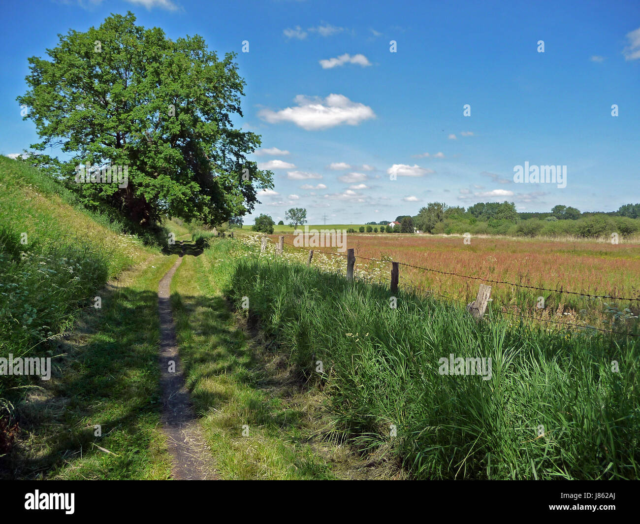 tree field acre fence fence in fencing path way firmament sky shaddow ...