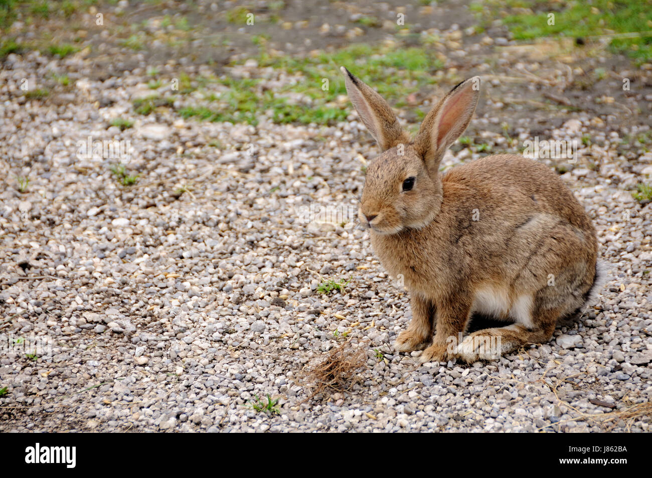 animal pet rabbit hare bunny bunnies rabbits animal pet rabbit hare ...