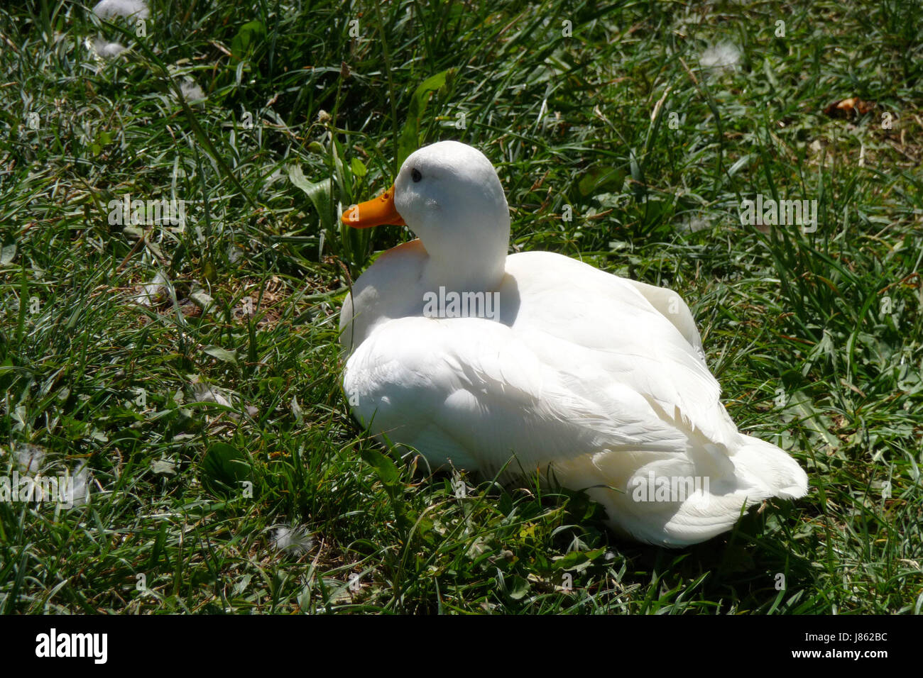 bird birds wing beak brood duck sight view outlook perspective vista ...