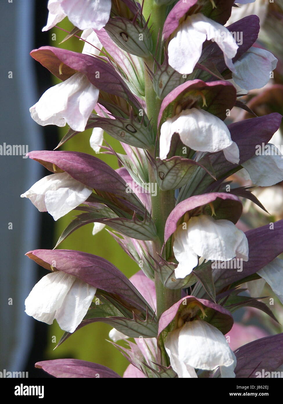 dome glasses bavaria munich clover ways glazier dome glasses bavaria munich Stock Photo - Alamy