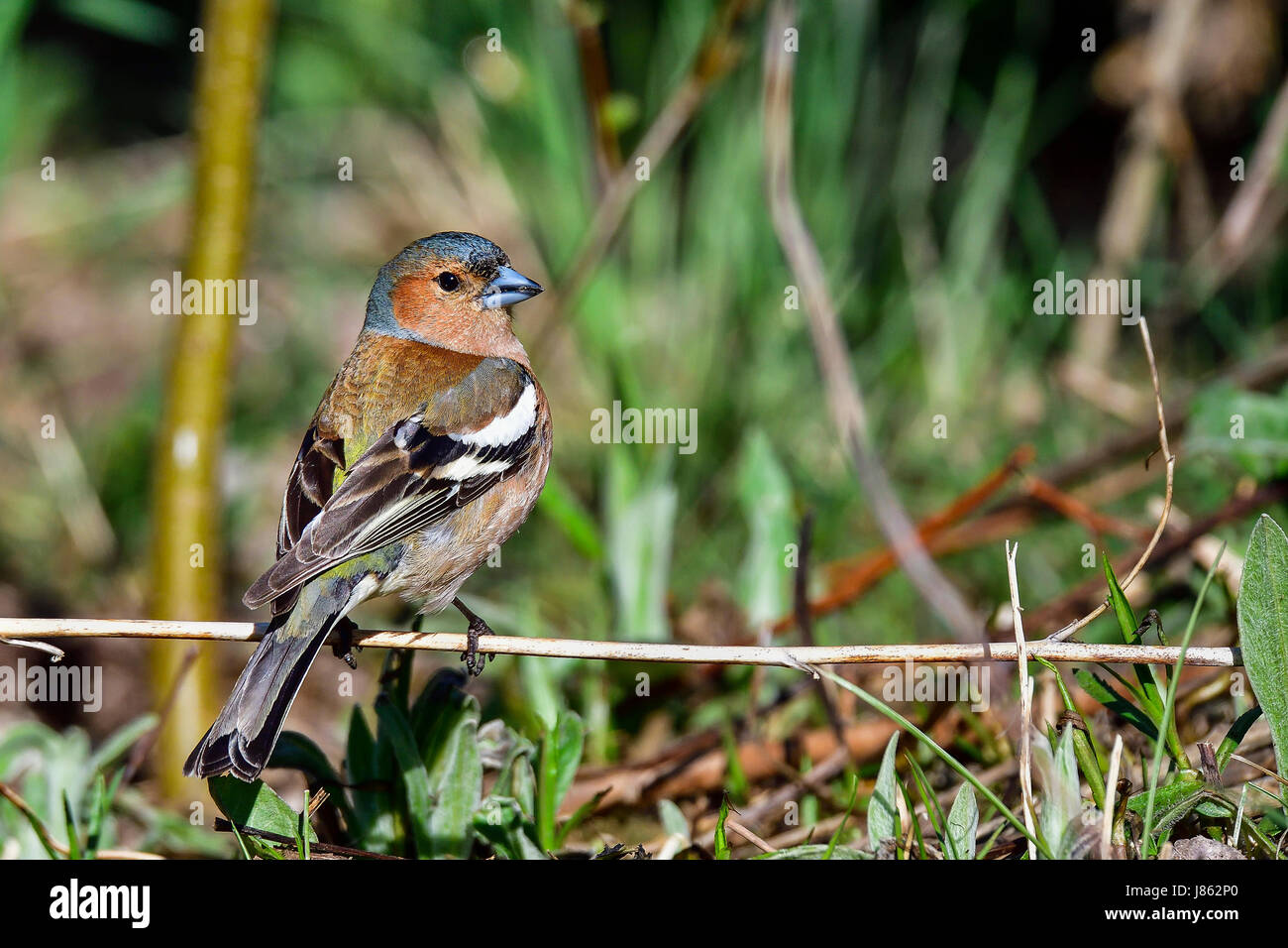 Passerine wing feathers hi-res stock photography and images - Alamy