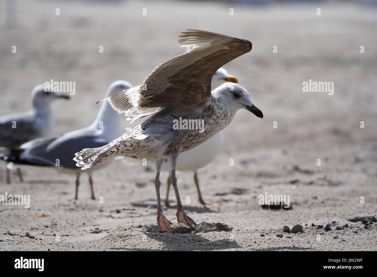 bird animals beach seaside the beach seashore birds water baltic sea ...