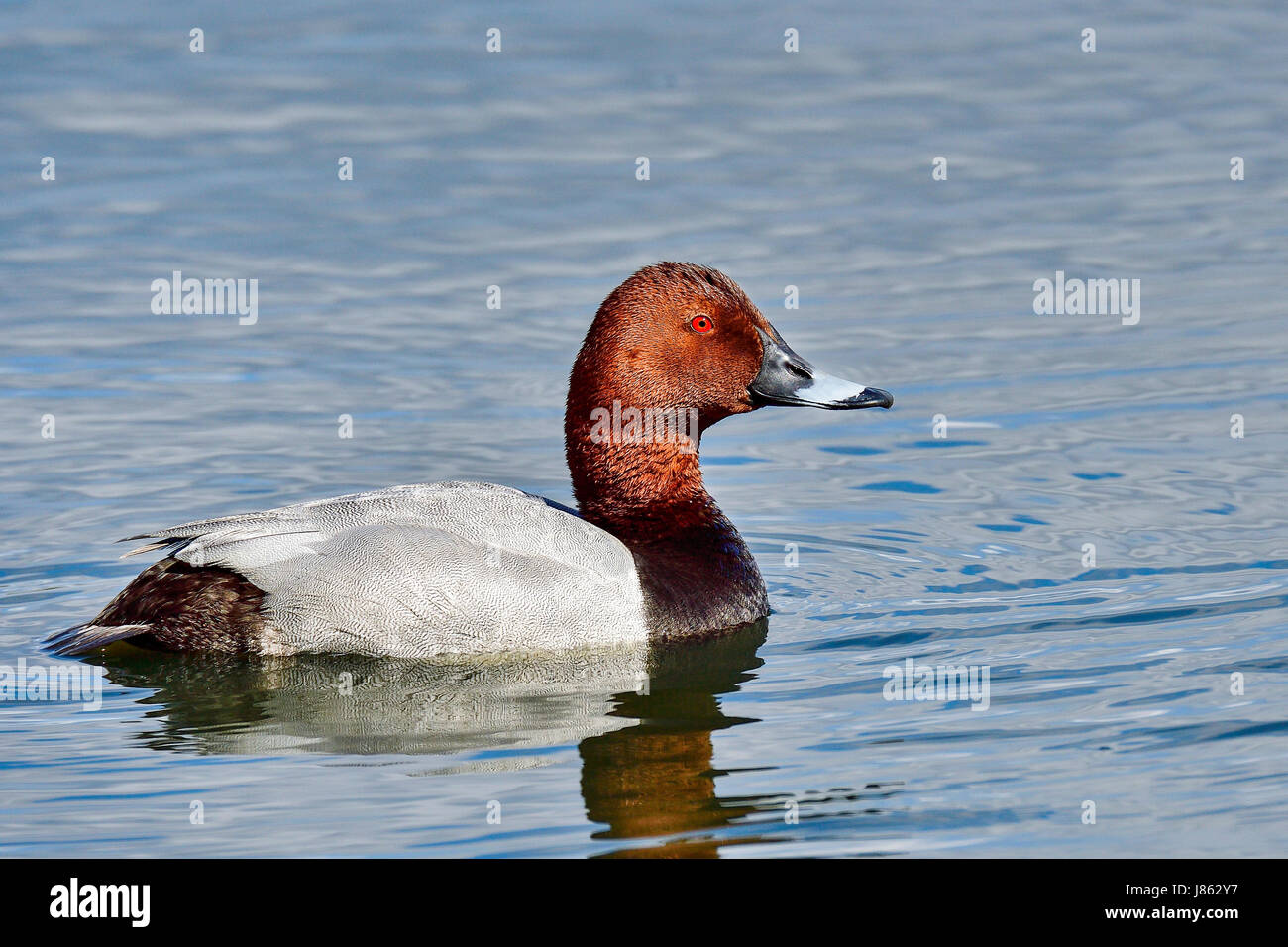 Bird common hi-res stock photography and images - Alamy