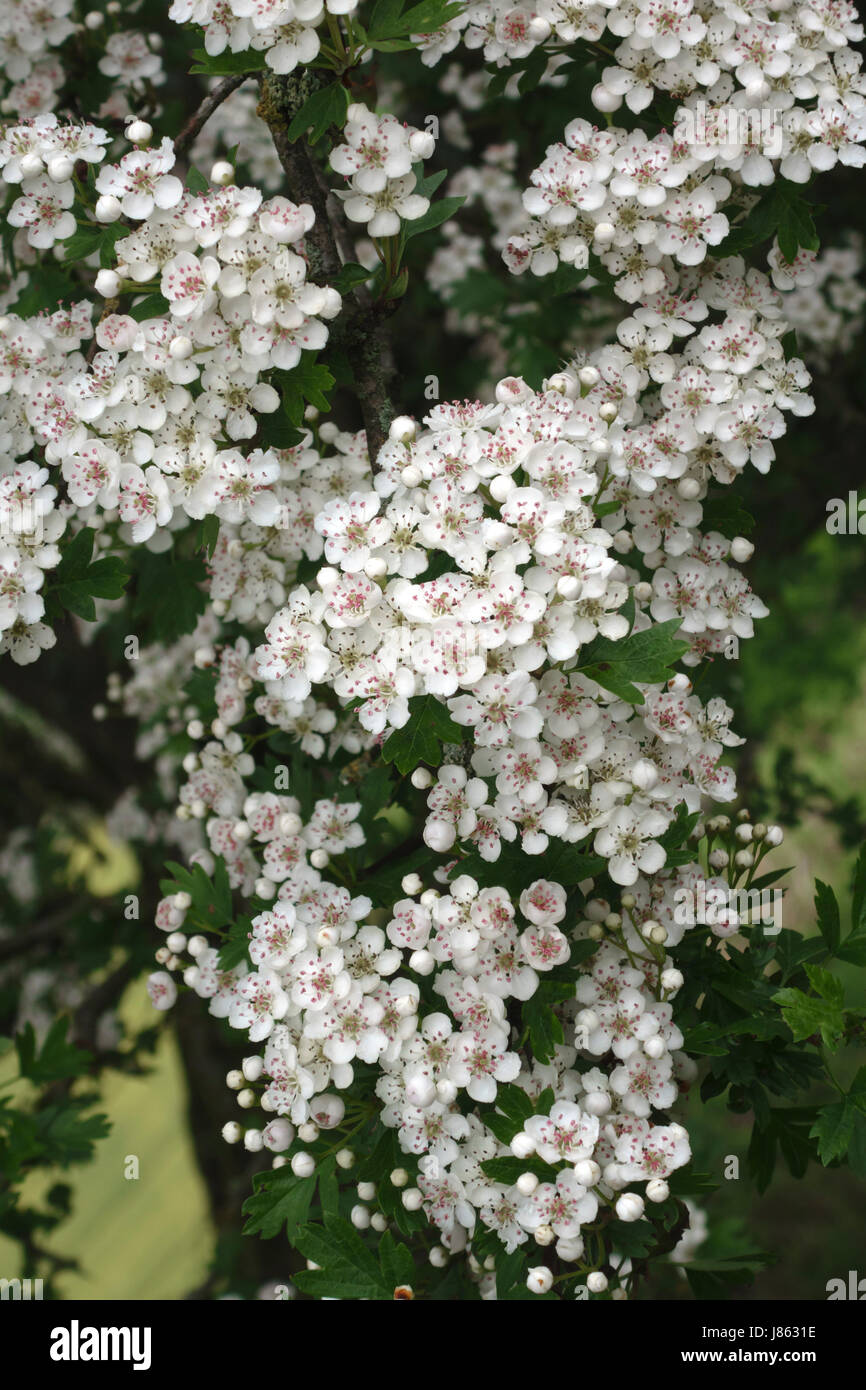 Whitethorn tree hi-res stock photography and images - Alamy