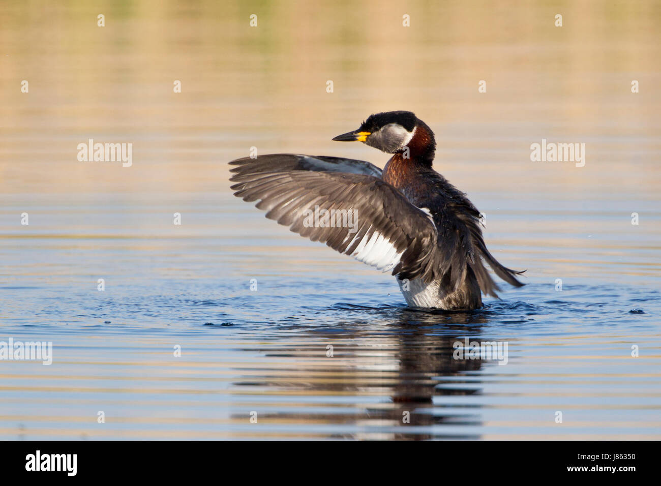 bird birds horizontal bird birds europe horizontal mirroring outside ...