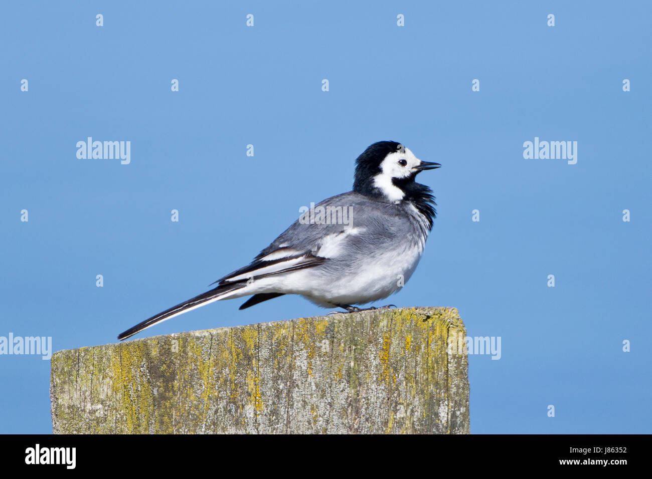 bird birds horizontal wagtail animal bird birds europe horizontal ...