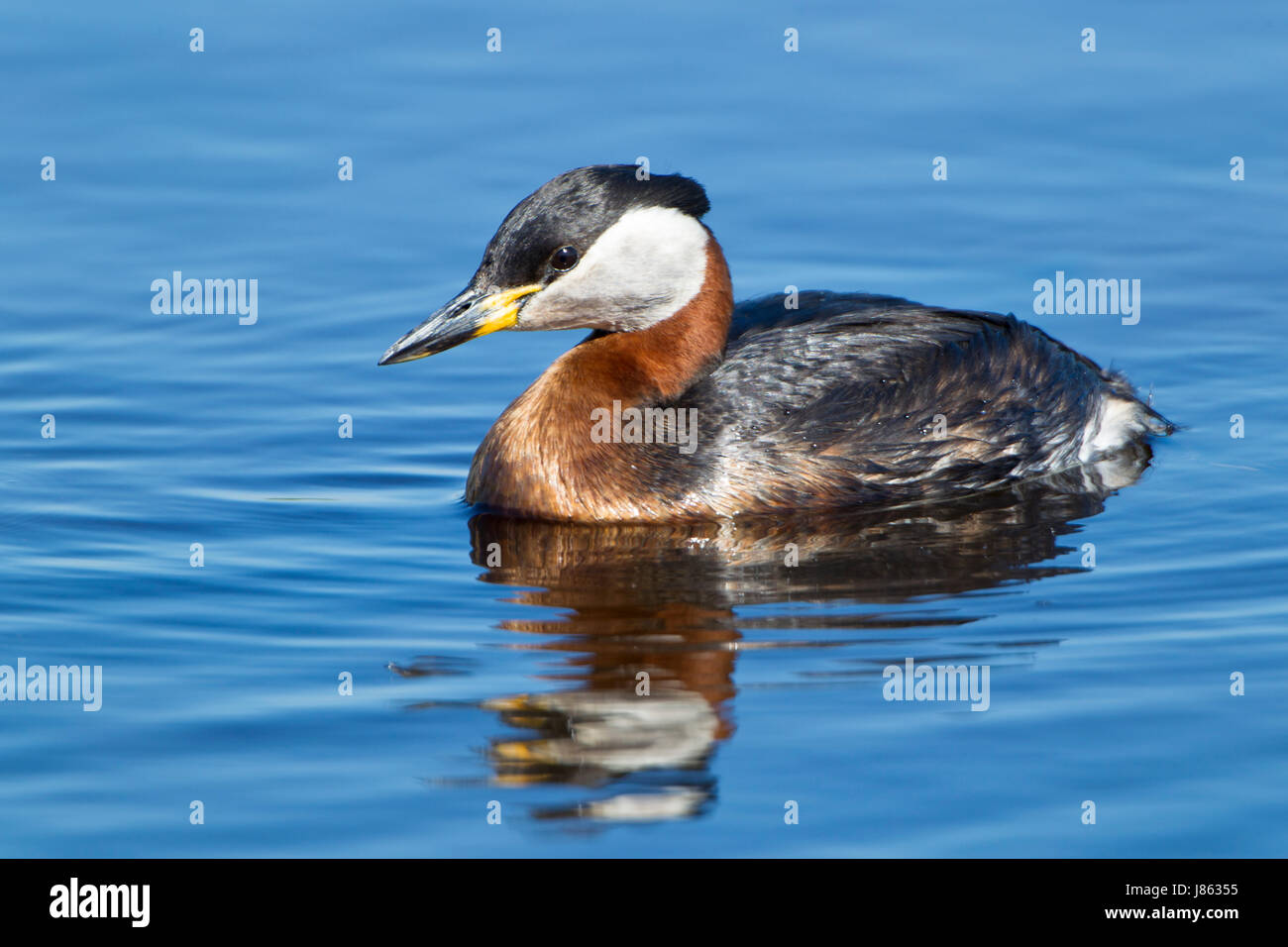 bird birds horizontal animal bird birds summer summerly europe ...