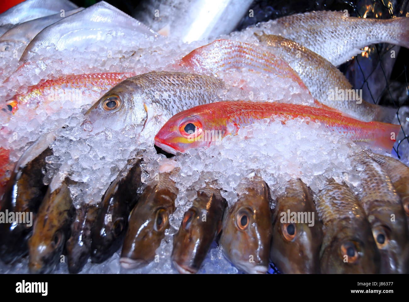 angle fish seafood fresh cold catarrh angle fish net scale fisherman ...