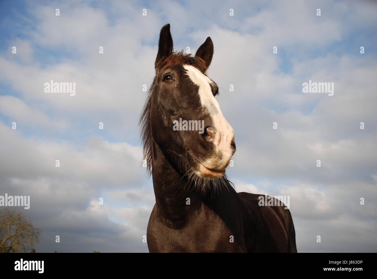 Max roll hi-res stock photography and images - Alamy