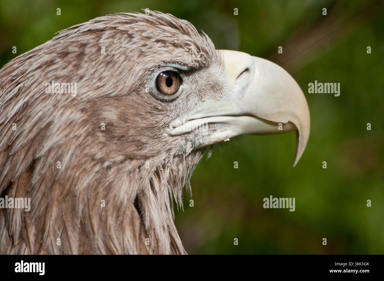 bird wild beak scavenger nature predator bird wild portrait eye organ ...