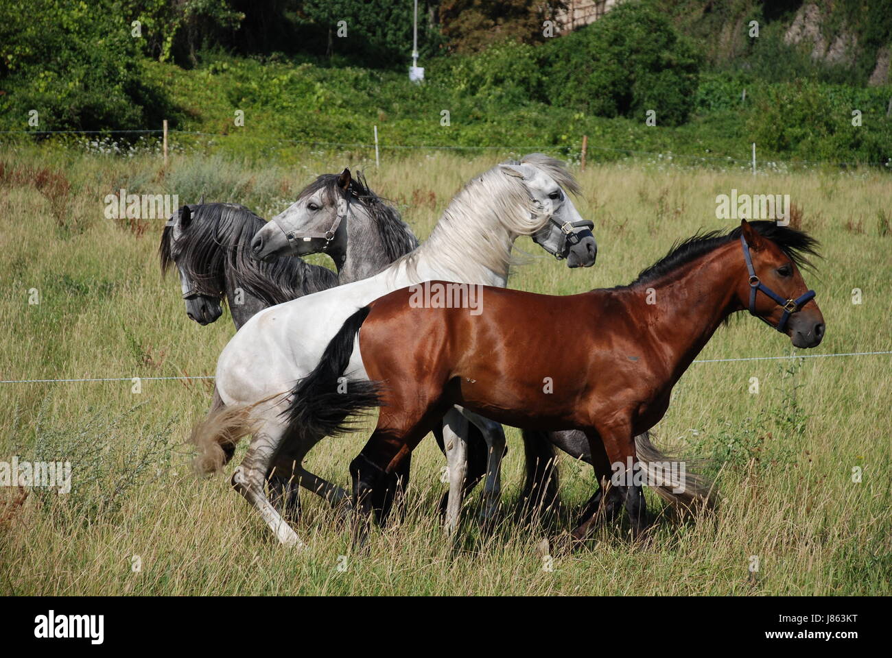 horse horses herd hierarchy horse spain horses herd waist belt race behaviour Stock Photo - Alamy