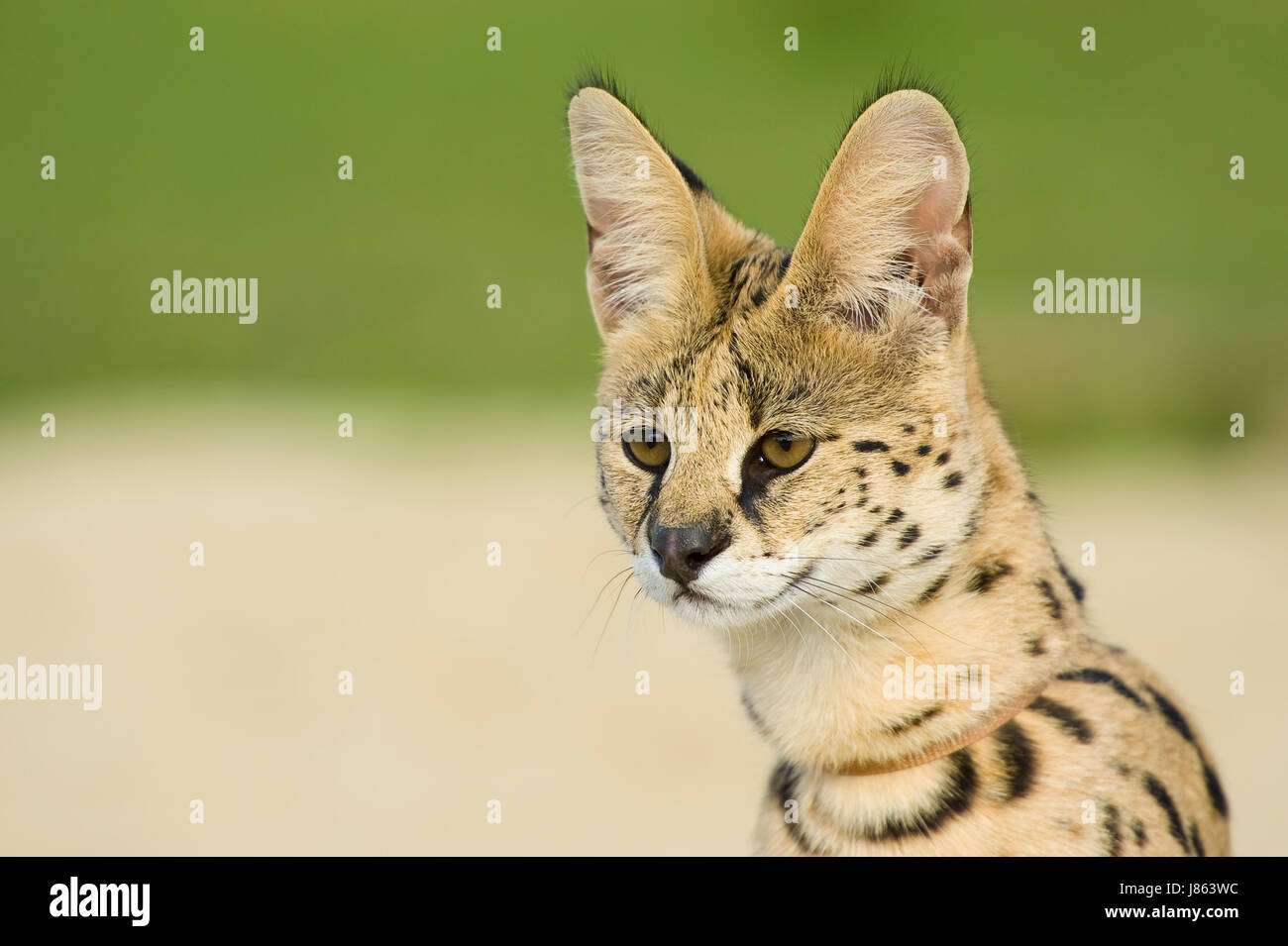 big cat feline predator ears skin pussycat cat domestic cat mammal ...