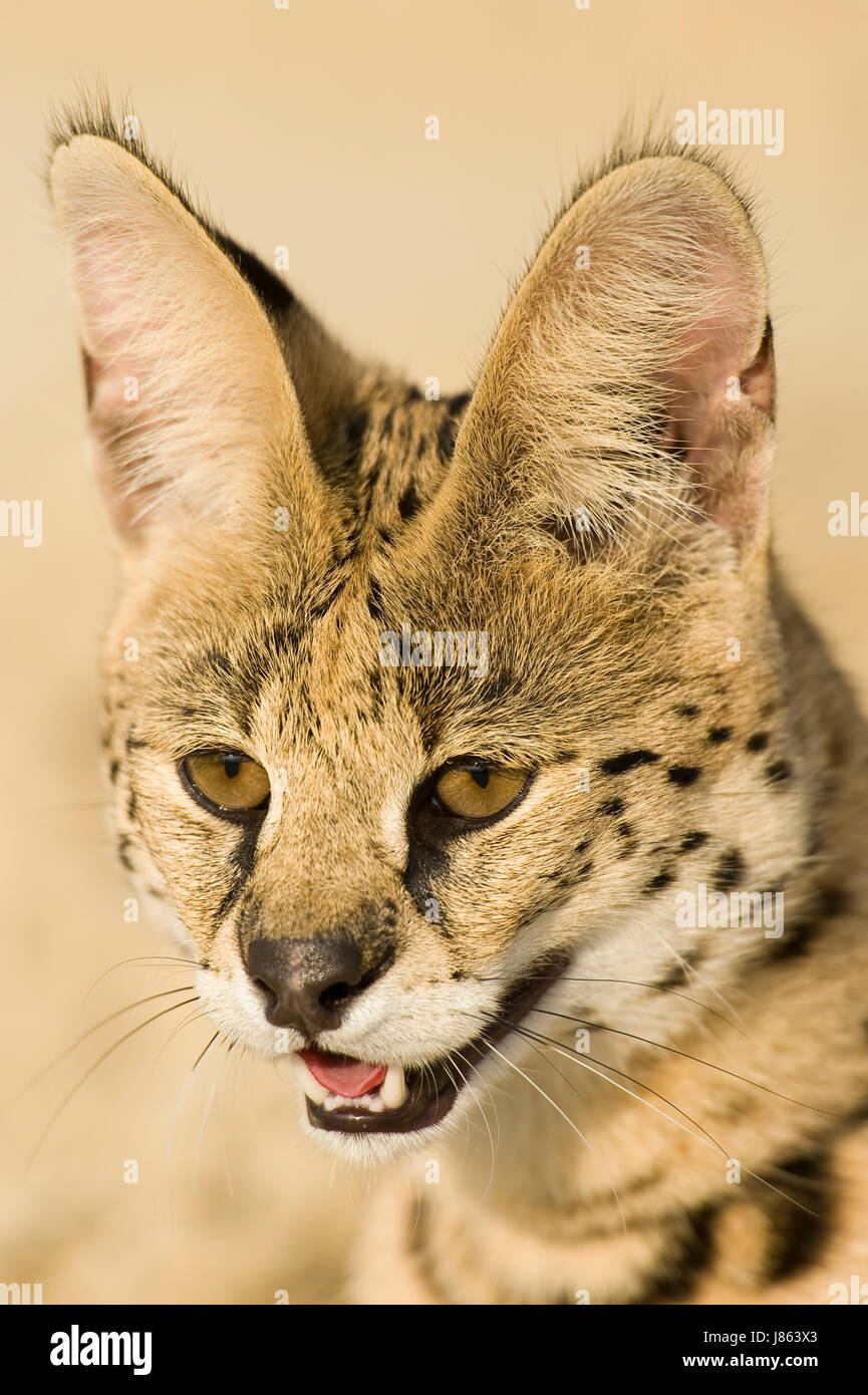 big cat feline predator ears skin pussycat cat domestic cat mammal ...