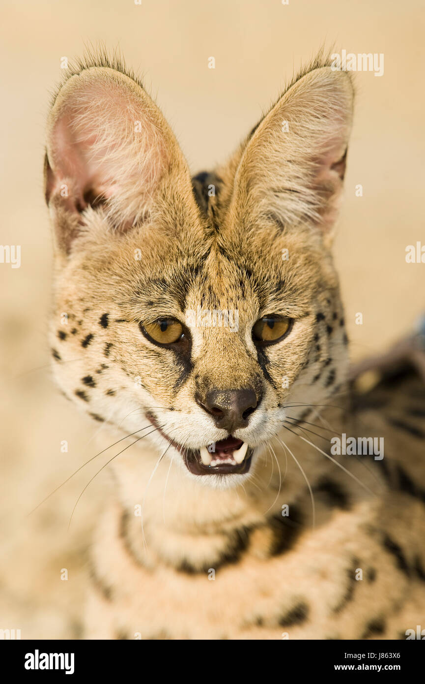 Serval cat skin hi-res stock photography and images - Alamy