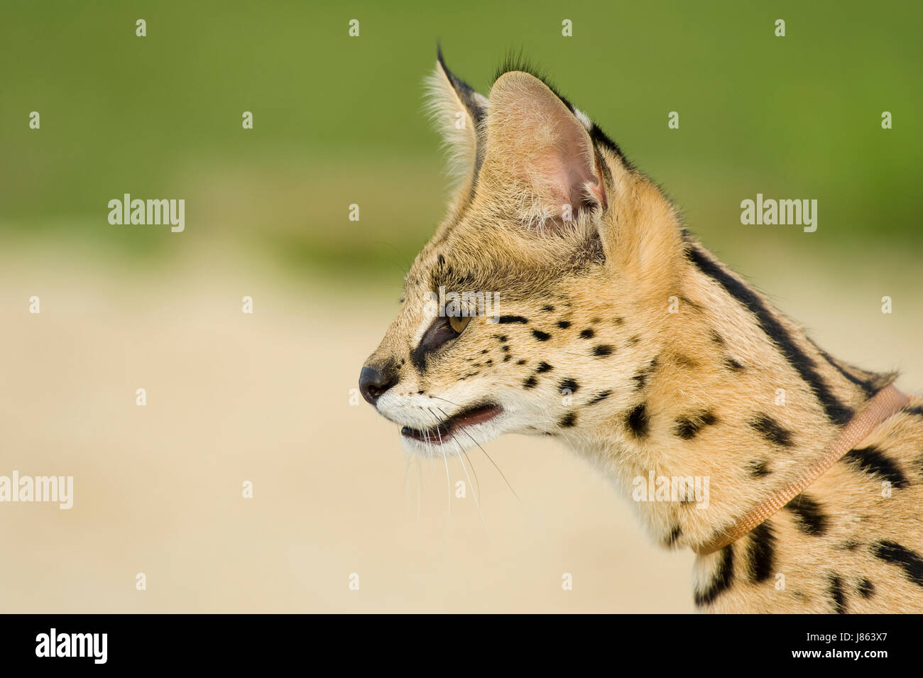 Serval cat skin hi-res stock photography and images - Alamy