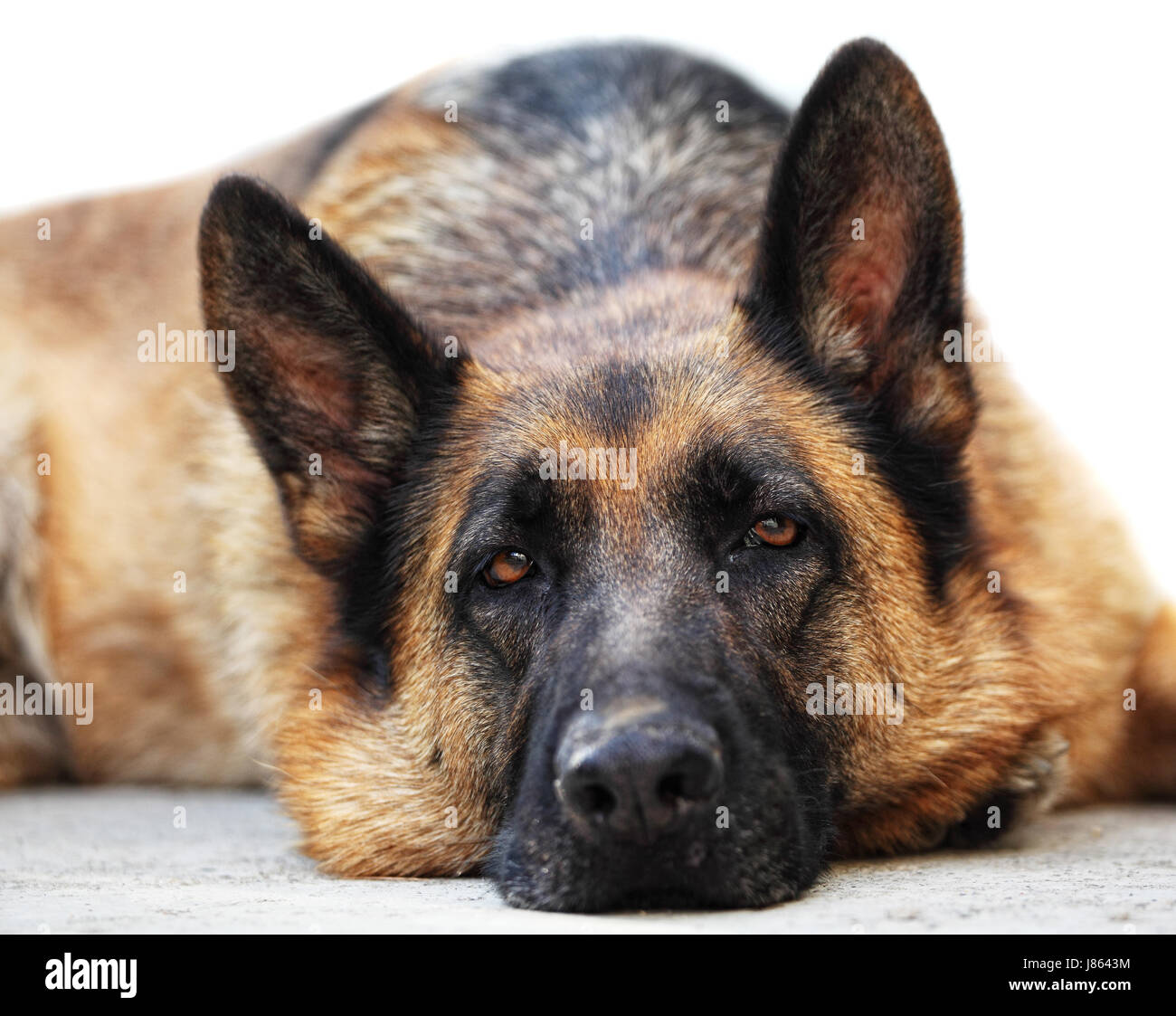 animal wild dog fear german aggressive agressive purebred friendship ...