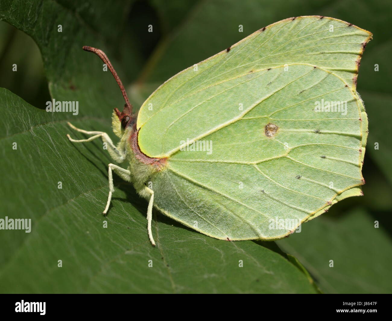 insect butterfly albino brimstone butterfly insect insects butterfly ...